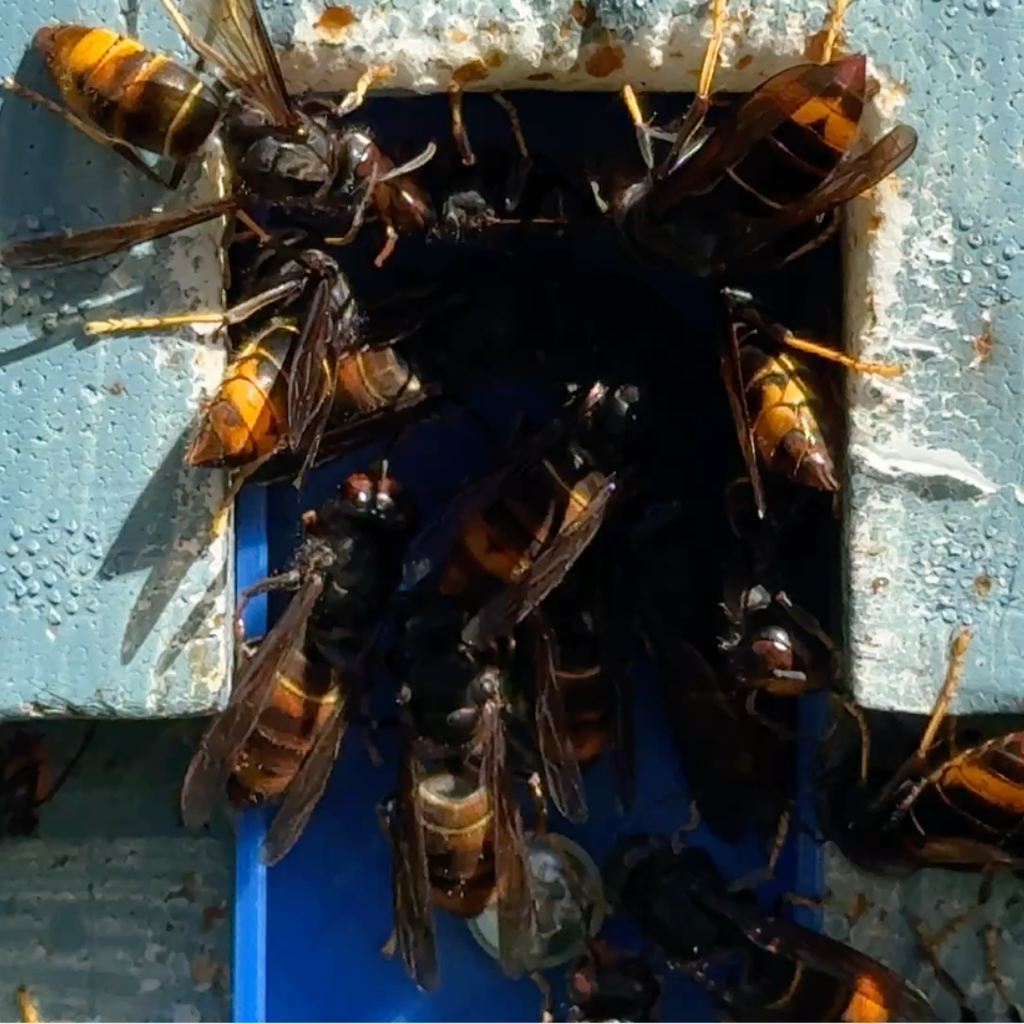 The Most Effective Baits for the Asian Hornet – Ornetin