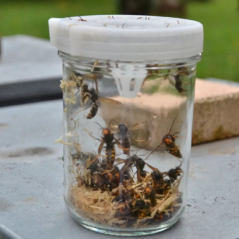 Asian hornet bait: 4 effective all-season recipes – Ornetin